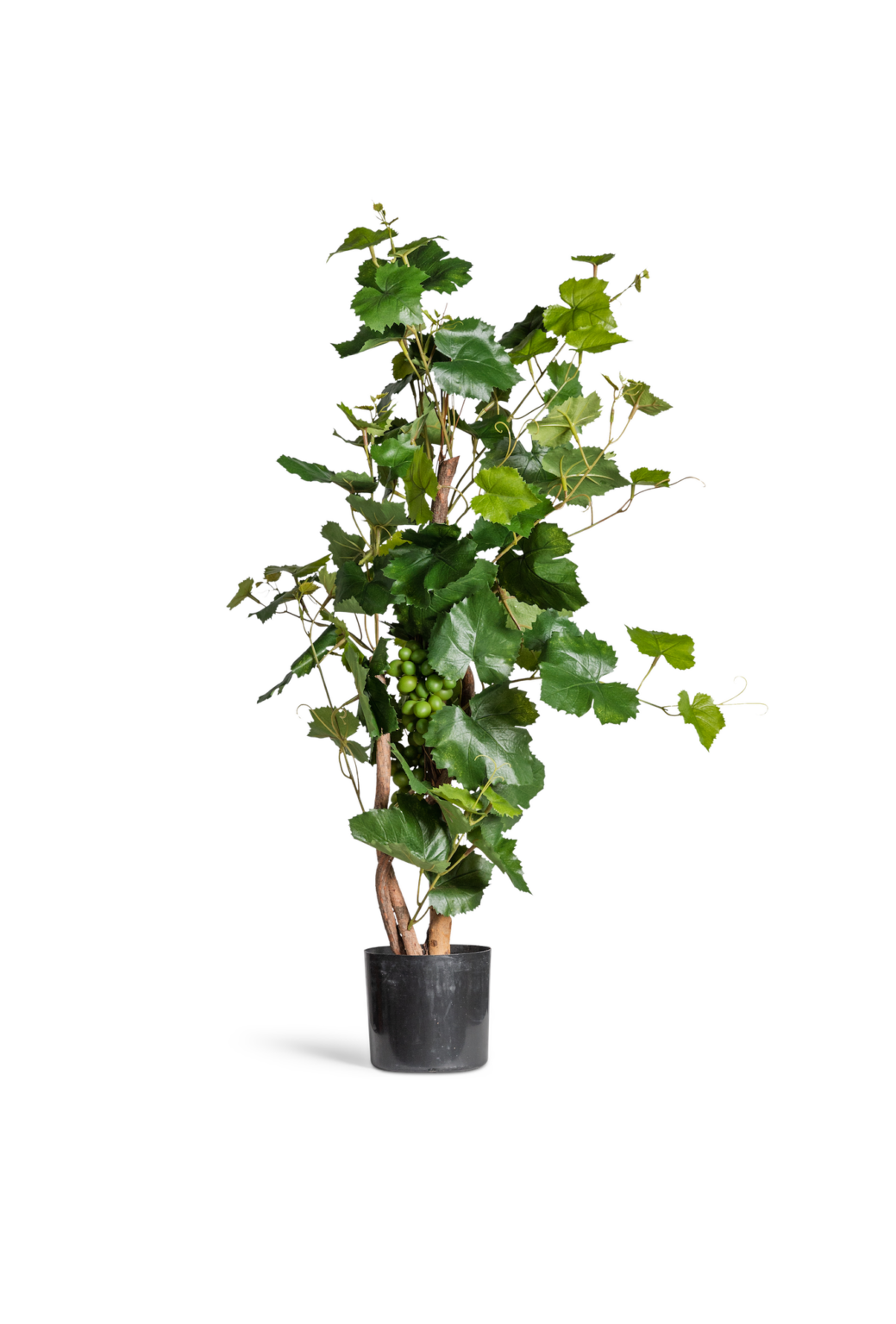 Druivenplant - Het Style Concept