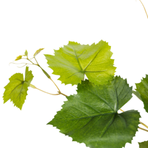 Druivenplant - Het Style Concept