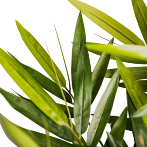 Bamboewand - Het Style Concept