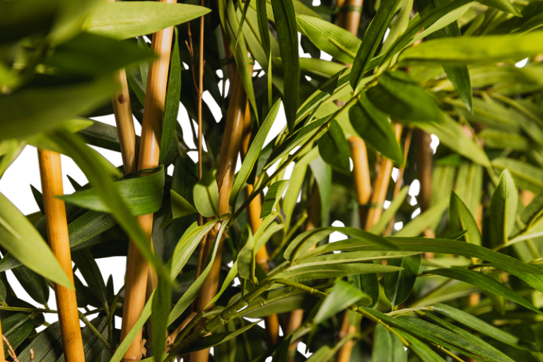 Bamboewand - Het Style Concept