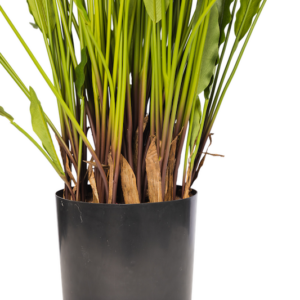 Tropistar - Het Style Concept